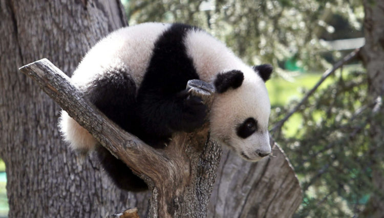 (Foto) ¡Un bebé panda recién nacido! La imagen más tierna que verás hoy