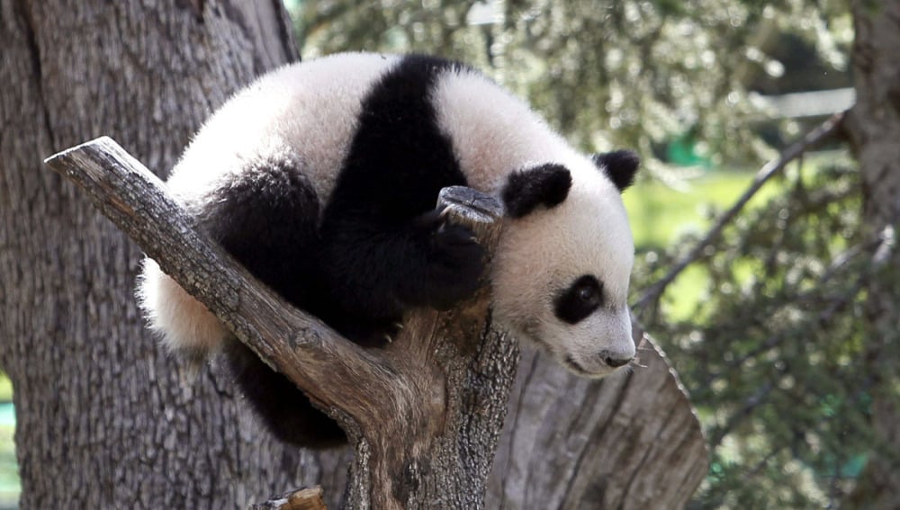 (Video) Un oso panda vs. un árbol de Navidad