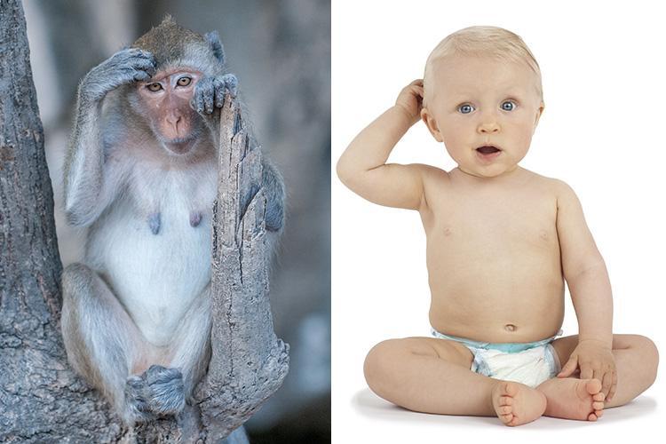 (Fotos) Los niños pequeños tienen comportamientos iguales a los simios ...
