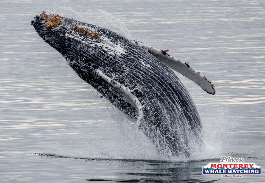 (Video+fotos) Espectacular: Fotógrafo atrapa increíbles saltos de ...