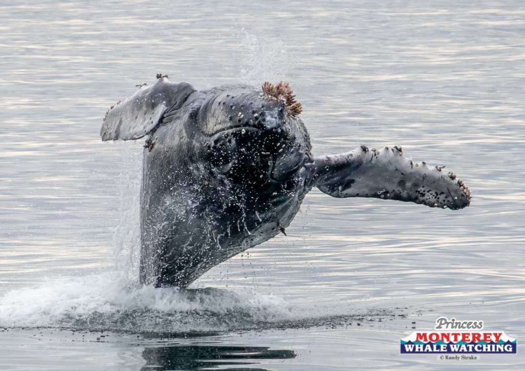 (Video+fotos) Espectacular: Fotógrafo atrapa increíbles saltos de ...