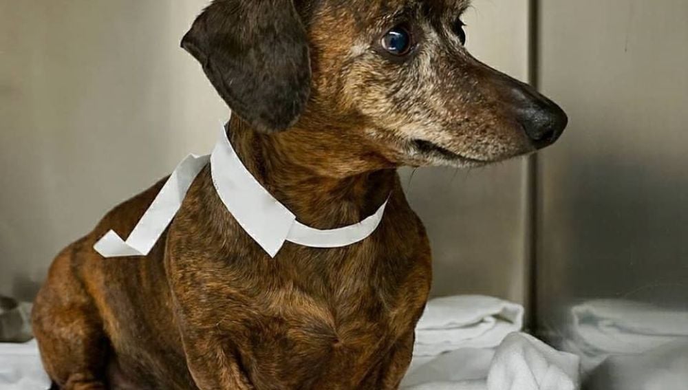 (+Video) ¡Milagro! Veterinarias salvan vida de un perro reconstruyendo ...