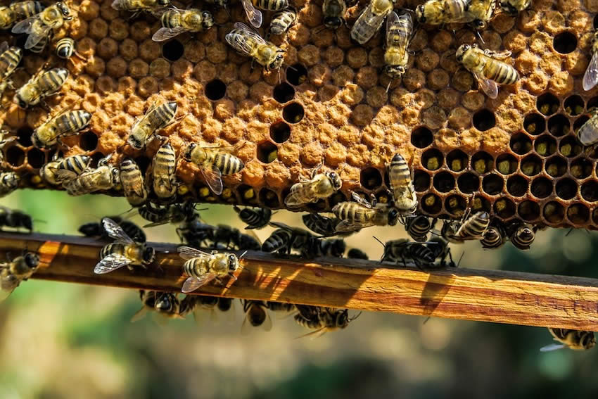 ¿Qué hacer si encuentras un enjambre o panal de abejas en casa?