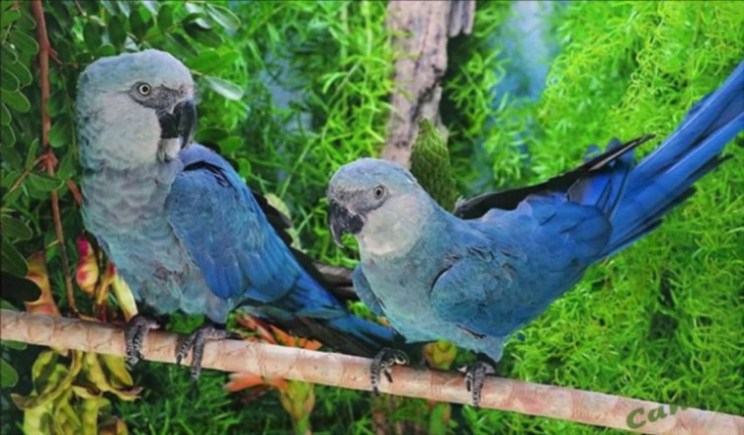 El ave azul de la película "Río" se ha extinguido en la naturaleza