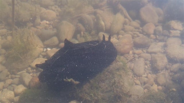 Conoce todo acerca de la "liebre marina negra"
