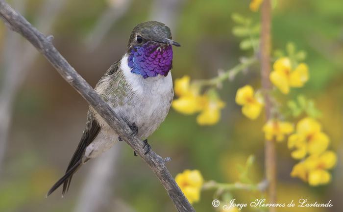 Crean Monumento Nacional para proteger al Picaflor de Arica, el ave más ...