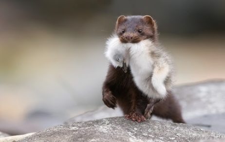 Especie exótica e invasora: Parte programa de erradicación del visón ...