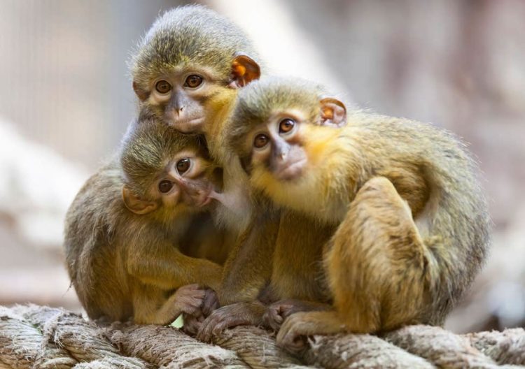 Hallazgo de un mono de hace 4,2 millones de años brinda nuevos datos ...