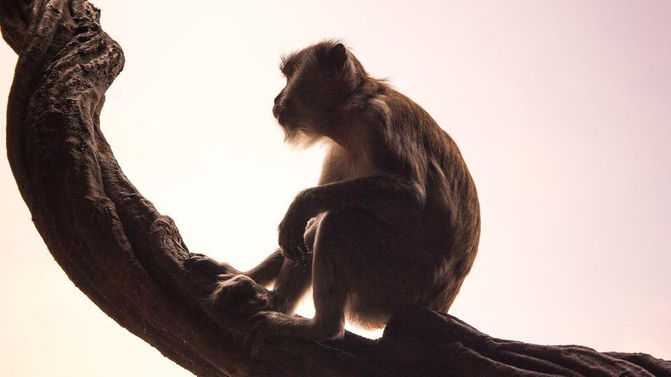 Hallazgo de un mono de hace 4,2 millones de años brinda nuevos datos ...