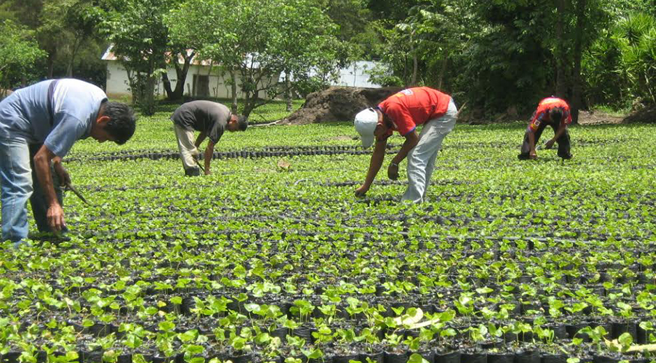 Agricultura en Venezuela: desafío ante la falta de combustible por ...