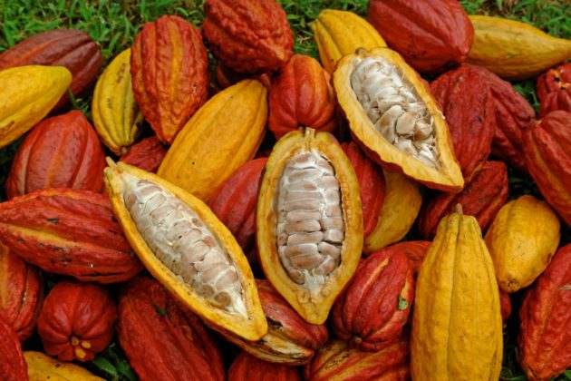 La cascarilla de cacao es beneficiosa para combatir enfermedades ...