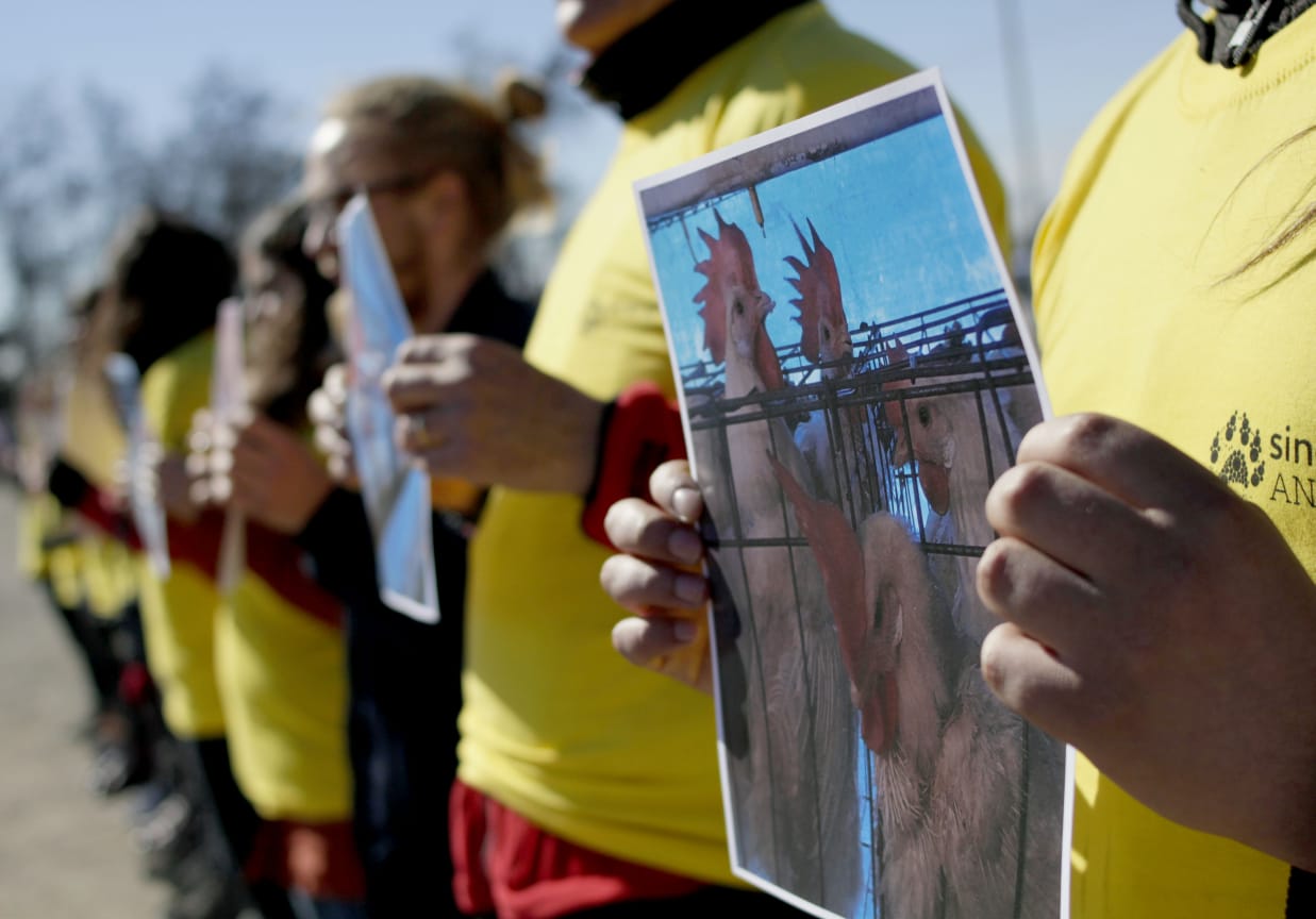 Activistas realizan protesta contra Carozzi: Exigen fin de gallinas ...