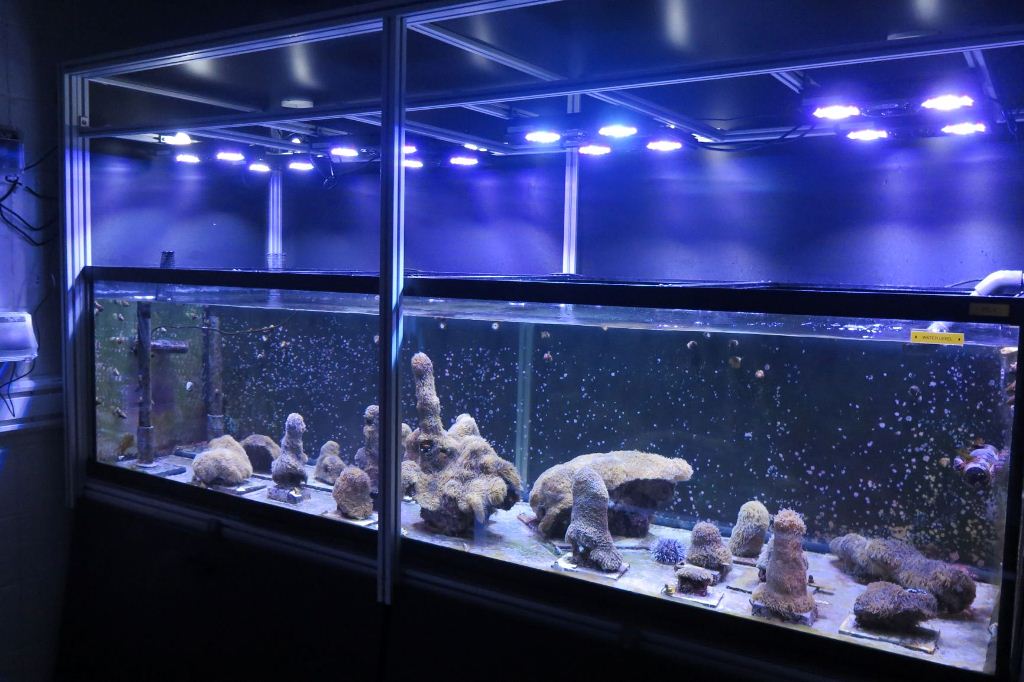 Coral cultivado en laboratorio: la esperanza que podría salvar a los ...