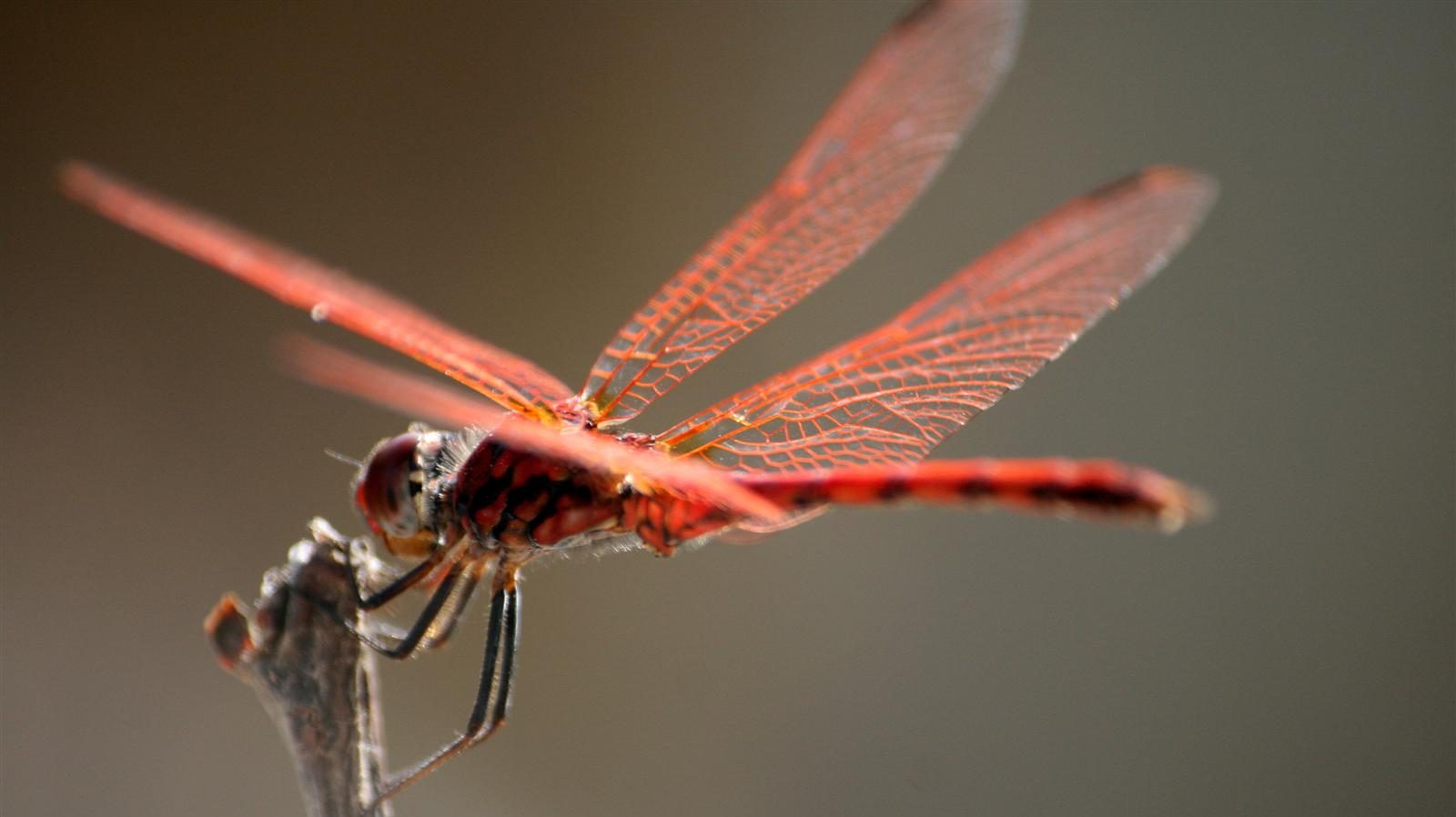 Los pesticidas neonicotinoides son la principal amenaza contra los insectos
