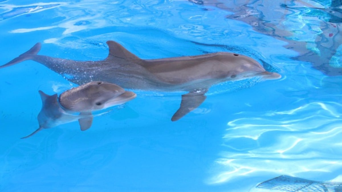 Delfín bebé de 9 días de nacido muere durante un espectáculo acuático ...