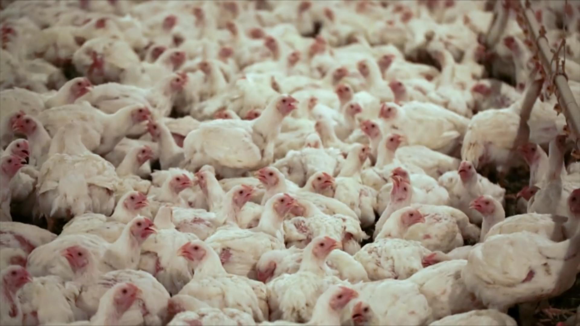 Descubren que los pollos tienen personalidades y pueden controlar sus ...