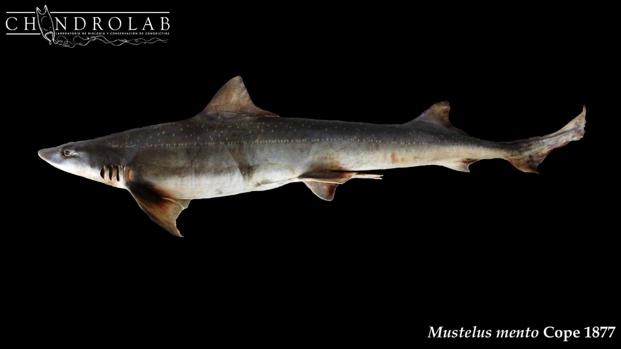 Cinco tiburones en el mar de Chile están en Peligro Crítico de Extinción