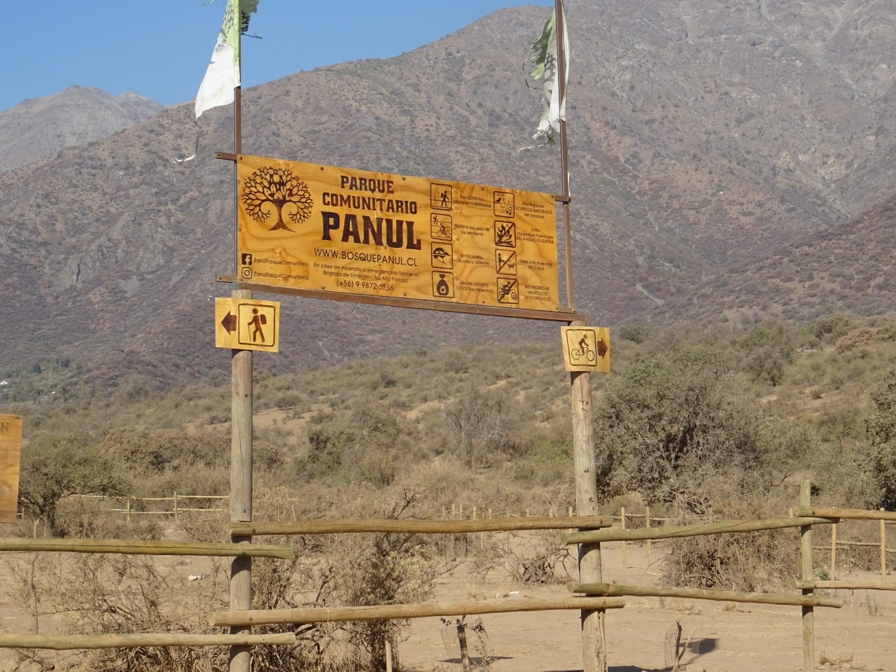 Columna de Nicolás Hurtado: Bosque Panul nuevamente en peligro