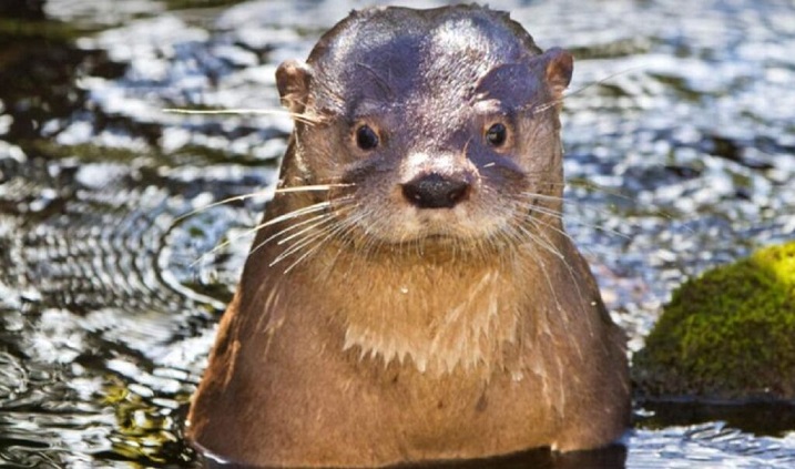 Huillín, una especie en peligro en los ríos del sur: Comunidad mapuche ...