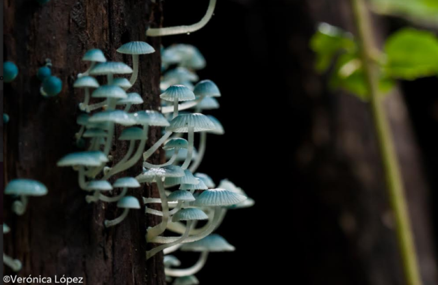 Las sorpresas del Museo del Hongo: la iniciativa de arte pionera en ...