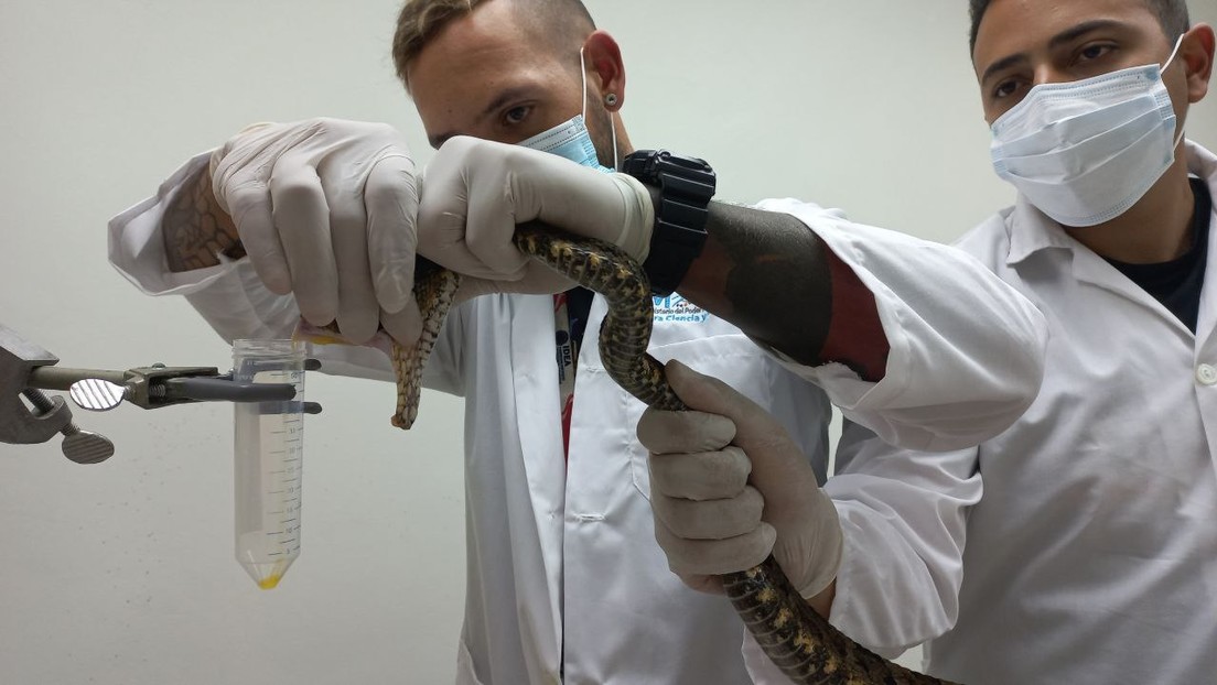 Venezuelan scientists develop an innovative antivenom for snake and ...