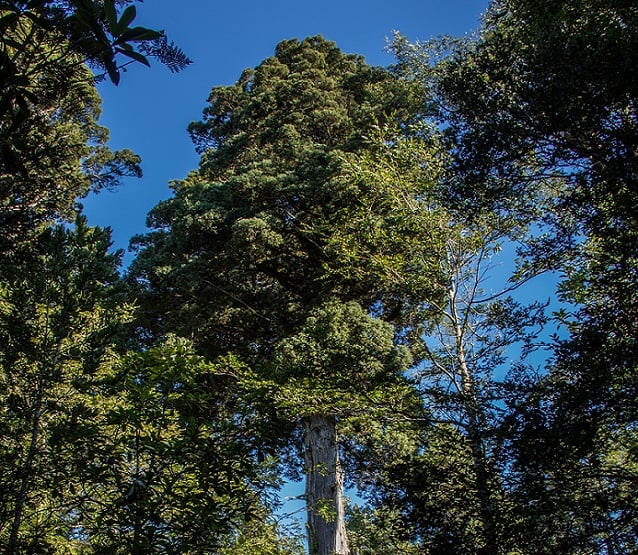 Memoria del Alerce: Un viaje a través del tiempo en La Unión, región de ...