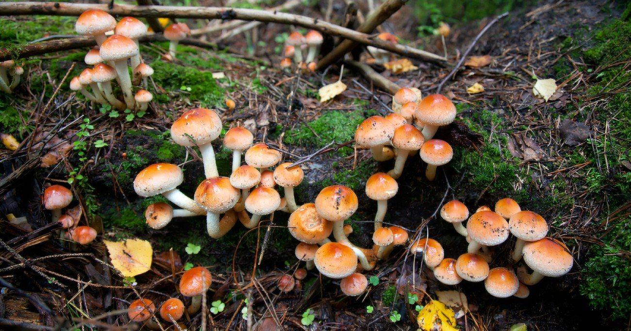 OMS alerta que los hongos más letales y peligrosos del mundo se ...