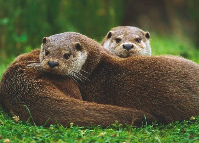 Festival medio ambiental en Cunco promueve la protección del Huillín ...