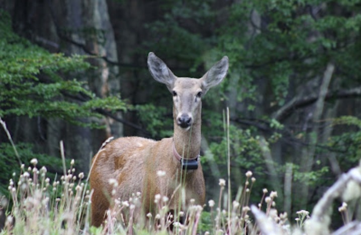Minagri y Rewilding Chile lanzan Corredor Nacional del Huemul y anuncian primer centro de ...