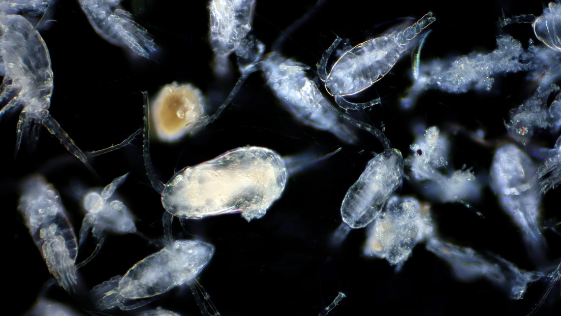 Descubren varios virus que se propagan en los océanos e infectan el ...