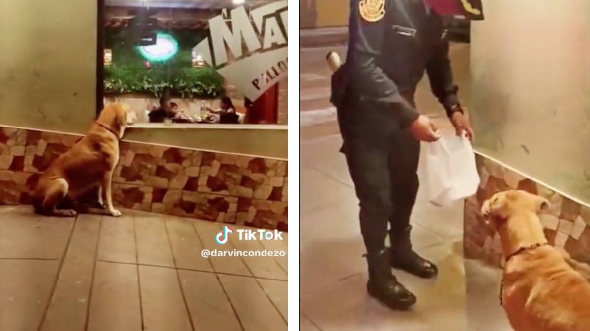 Gran corazón: Policía le compra un pollo rostizado a un perrito ...