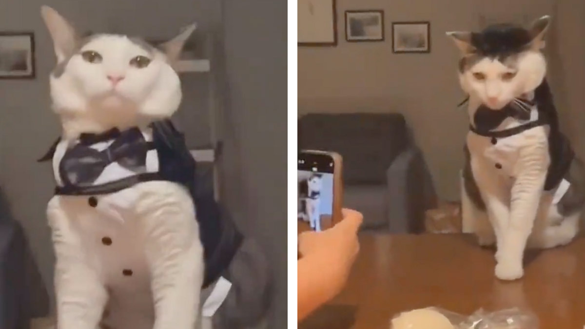 Gato Posa Para Sesión De Fotos Y Se Vuelve Viral En Redes Video México