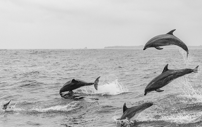 Mes del mar: transmisión especial sobre conservación marina