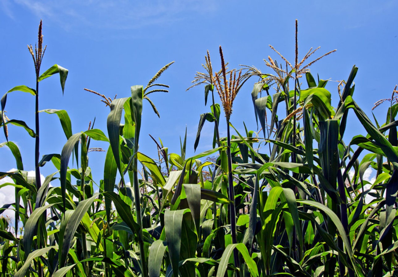 Cultura reconoce a grupos por preservar sistema de milpa