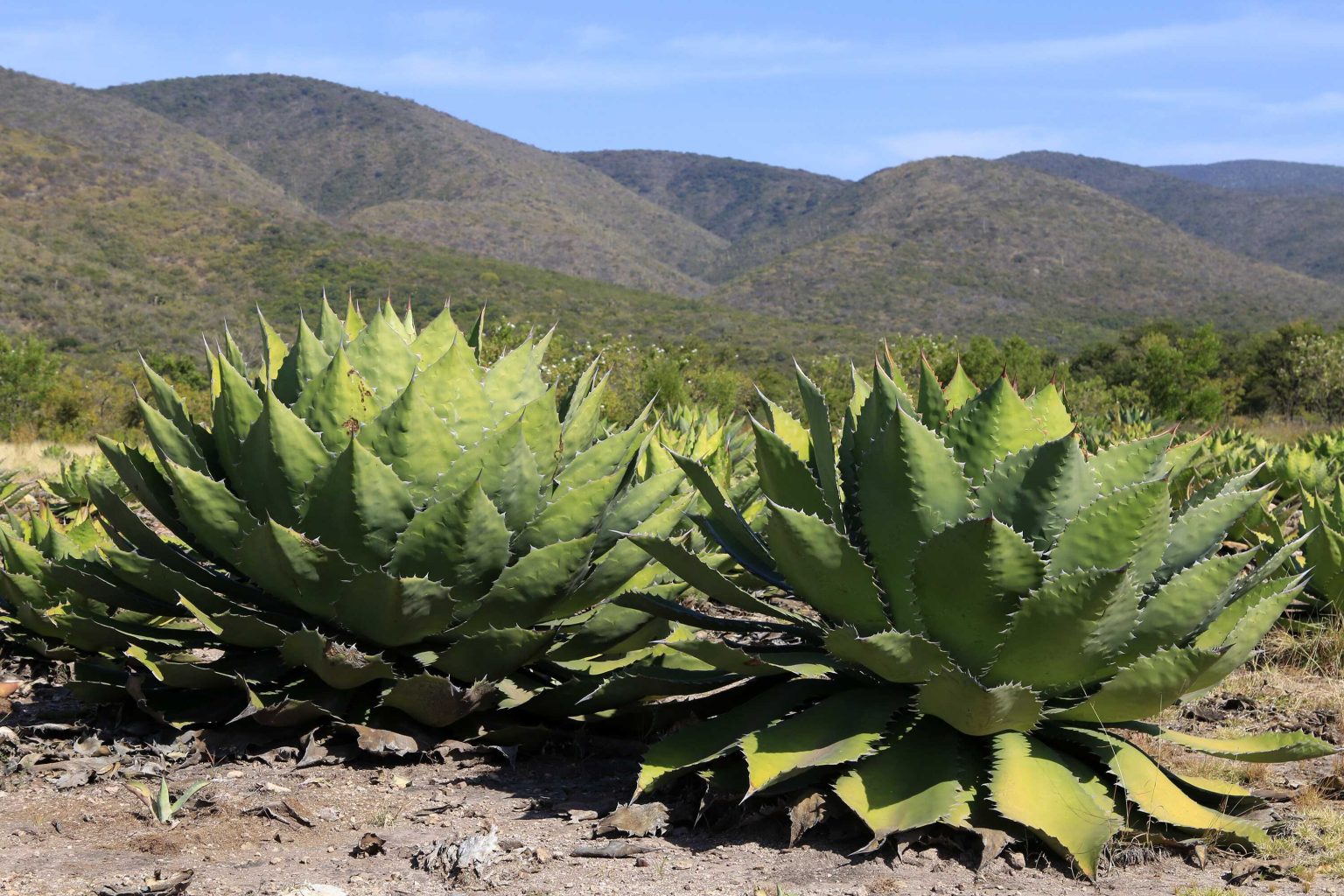 Sembrarán 10 mil hectáreas de agave mezcalero en la Mixteca poblana