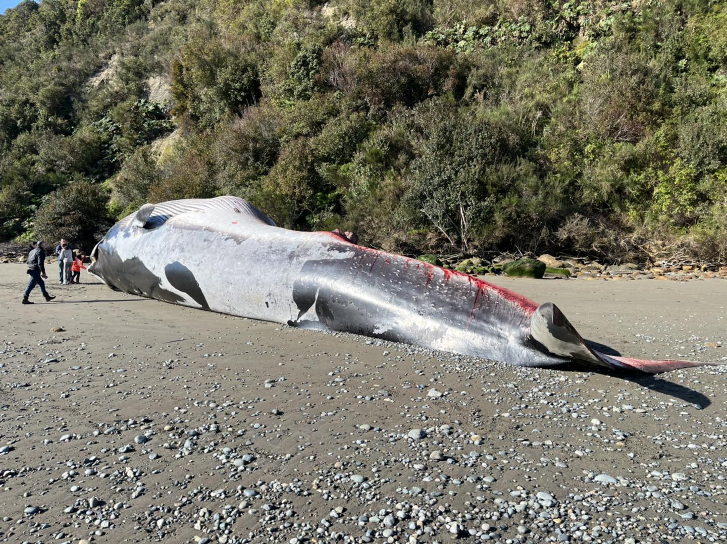 Por muerte de ballenas en la Patagonia, organizaciones exigen a ...