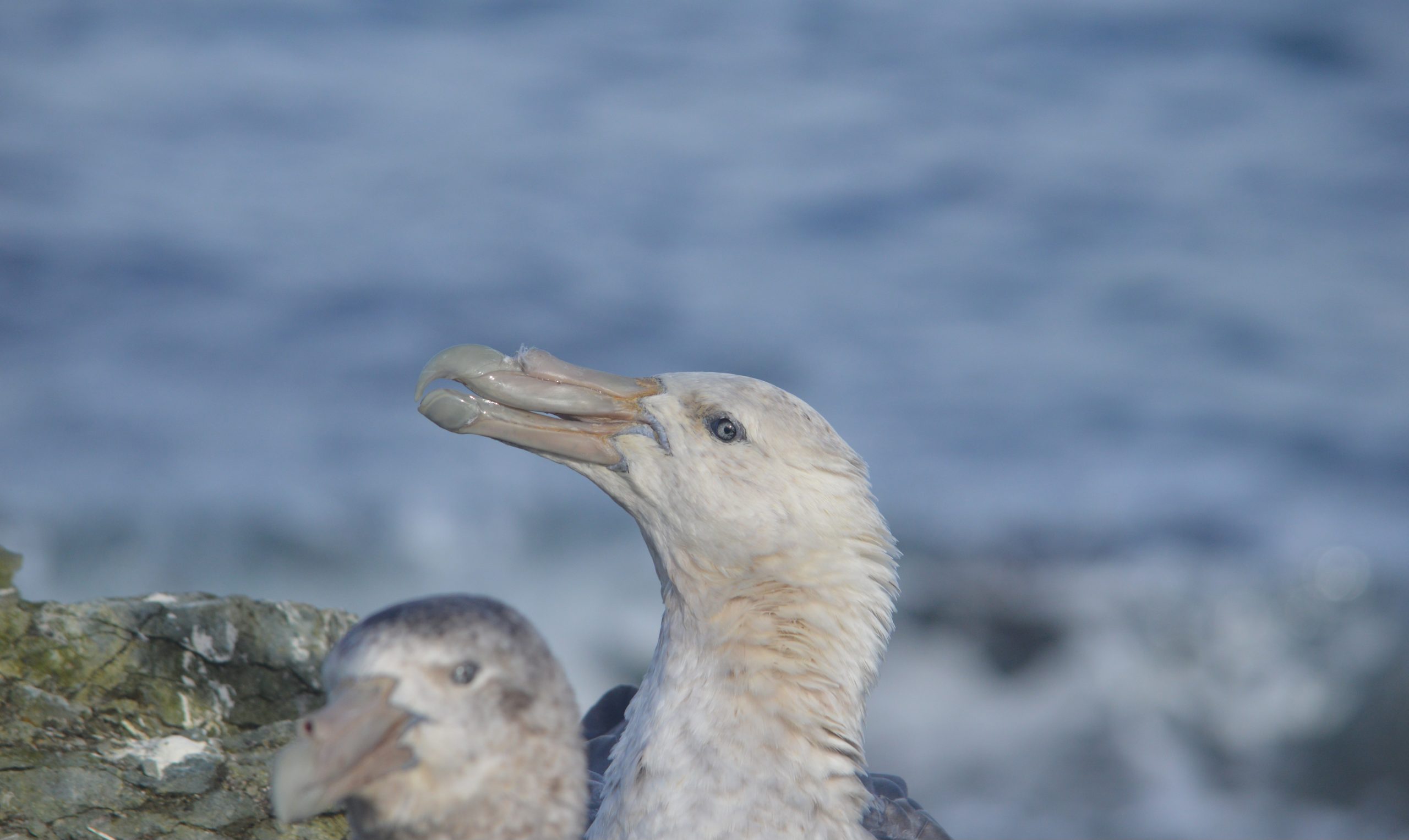 La desconocida “dieta” de los petreles que los tiene en riesgo a nivel ...