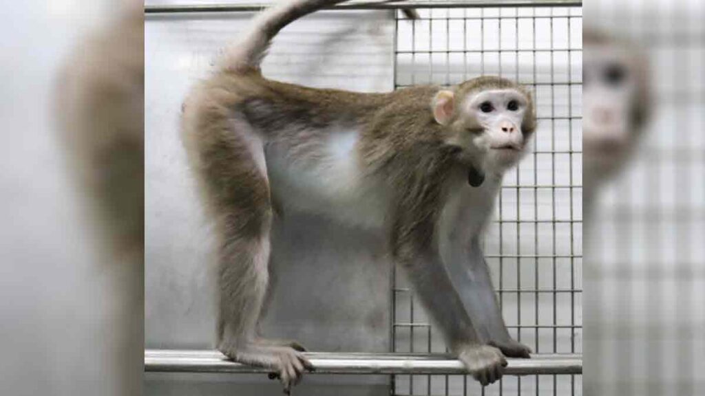 Nace el primer macaco de rhesus clonado México