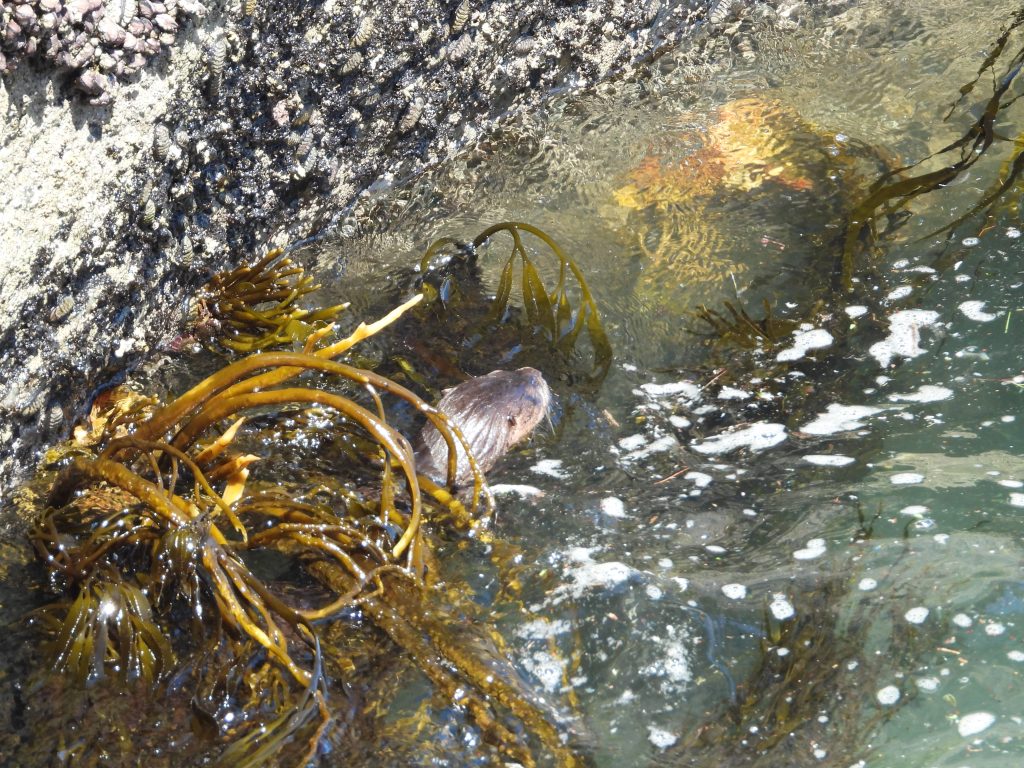 Chungungo, la nutria del Pacífico en peligro: Bosques de algas, pilar vital para su supervivencia