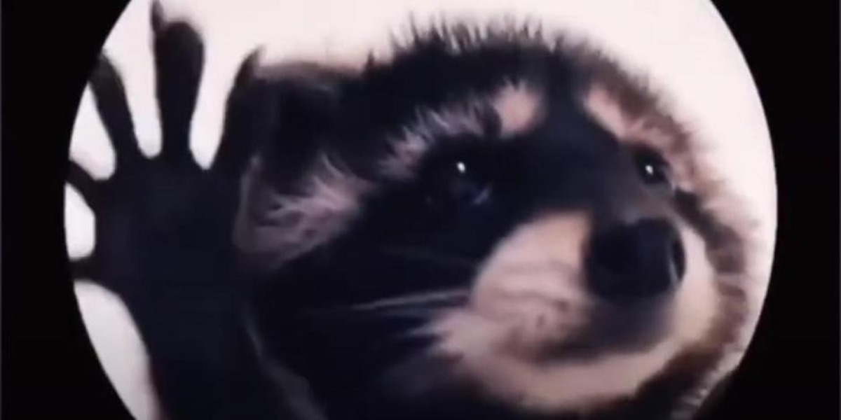 Conoce el fenómeno viral del mapache que baila "Pedro, Pedro"