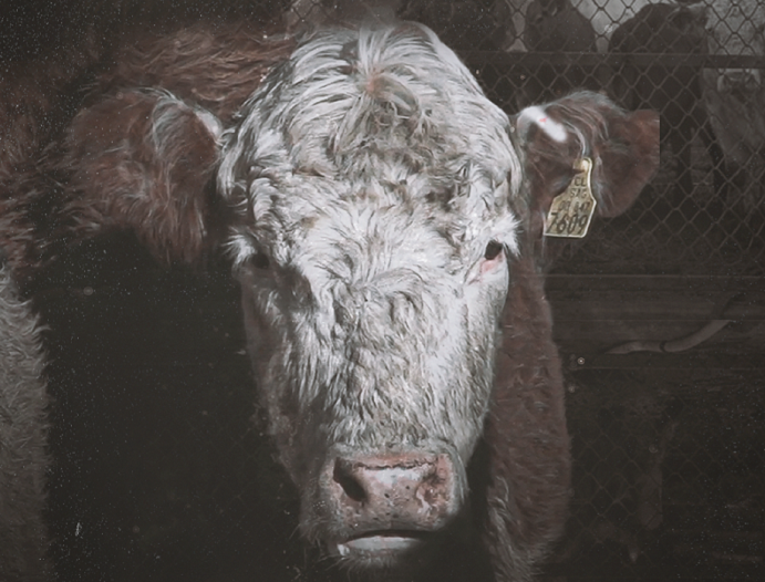 “Tras la carne”: Documental revela cruda realidad de los mataderos ...