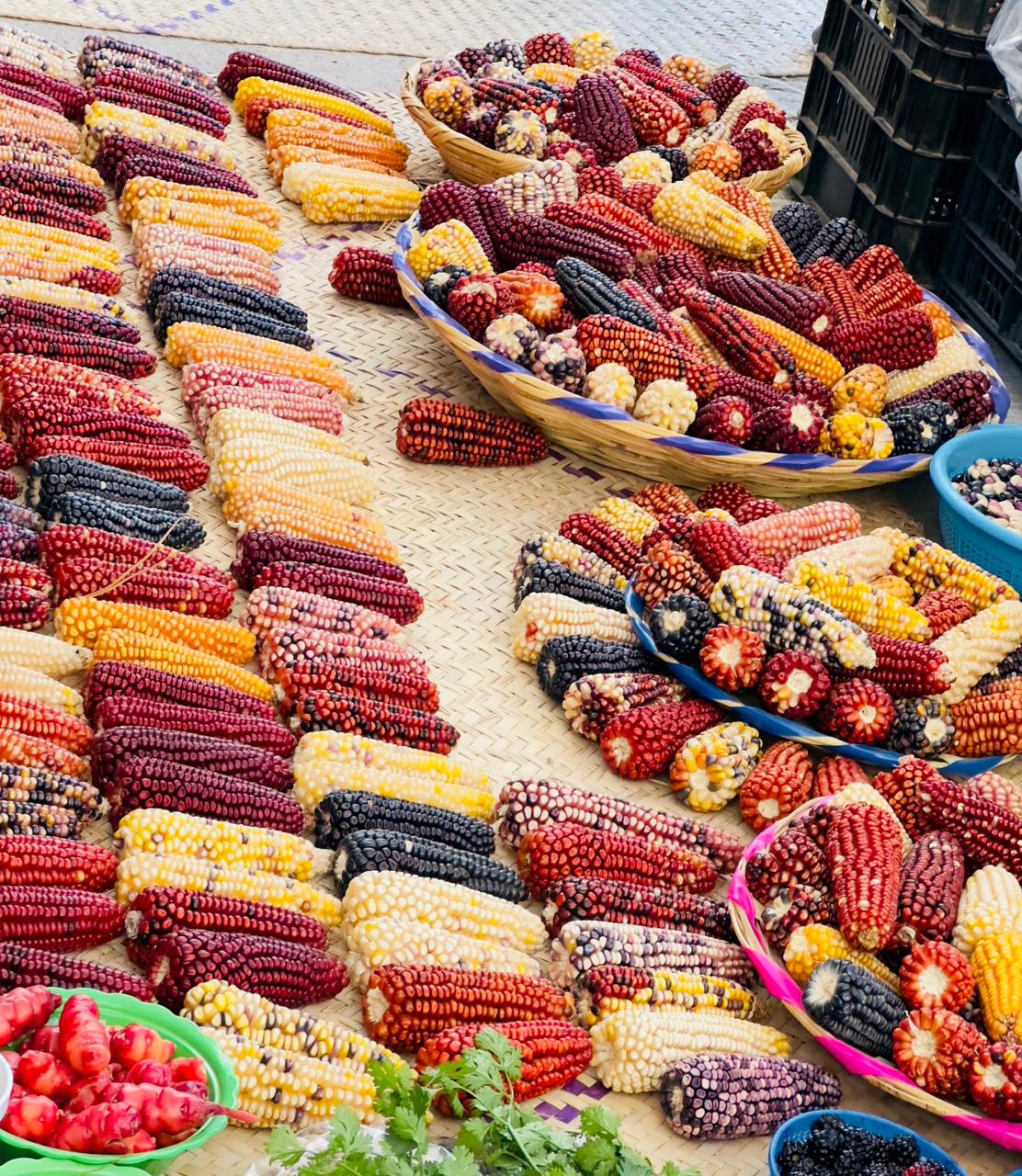 29 de septiembre: Día Nacional del Maíz en México