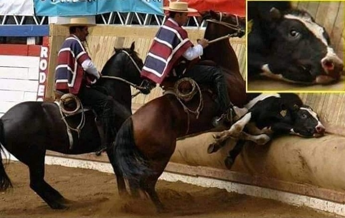 Por Fiestas Patrias sin crueldad animal: Activistas exigen fin al rodeo ...
