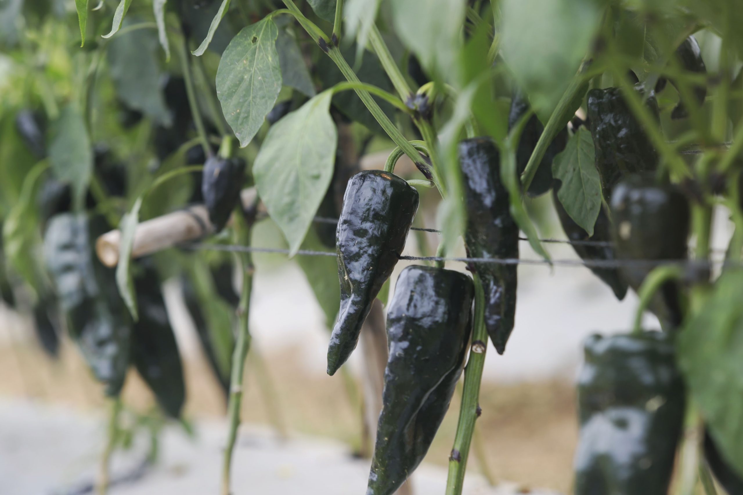 Morena busca denominación de origen del Chile Poblano Criollo