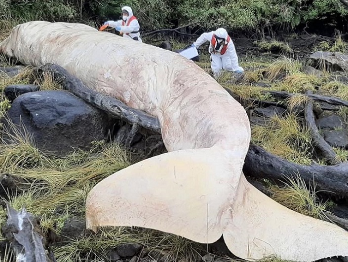 Las tragedias no cesan en La Patagonia: otra ballena encontrada sin ...