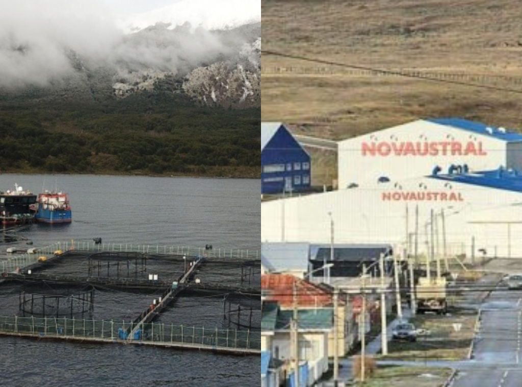 Contaminar sale barato para salmoneras: ejecutivos reciben sanciones simbólicas por dañar aguas ...